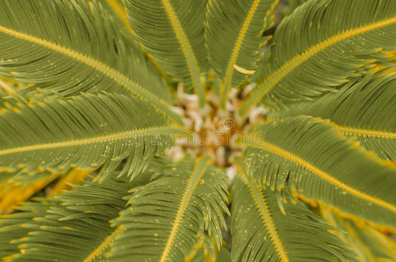 Leaf of the Palma & X28;closeup& X29; Stock Photo - Image of garden ...