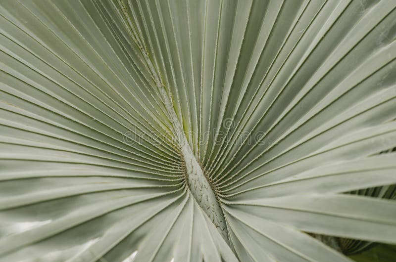 Leaf of the Palma & X28;closeup& X29; Stock Image - Image of palma ...