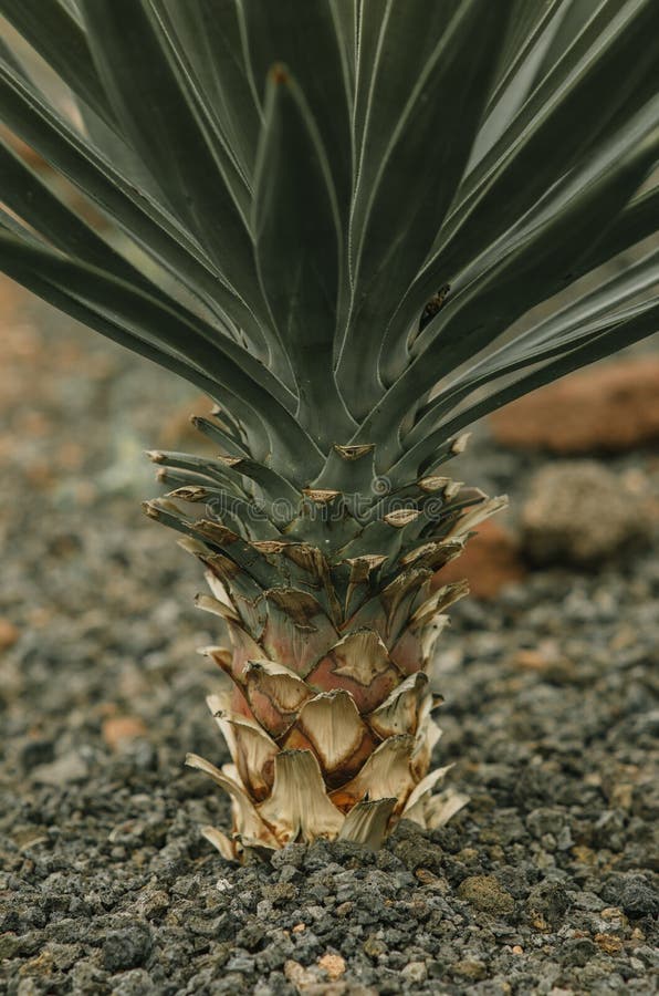 Leaf of the Palma & X28;closeup& X29; Stock Photo - Image of grow ...