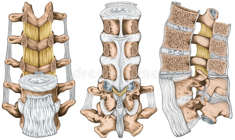 Anterior Posterior Longitudinal Ligaments Stock Illustrations 5