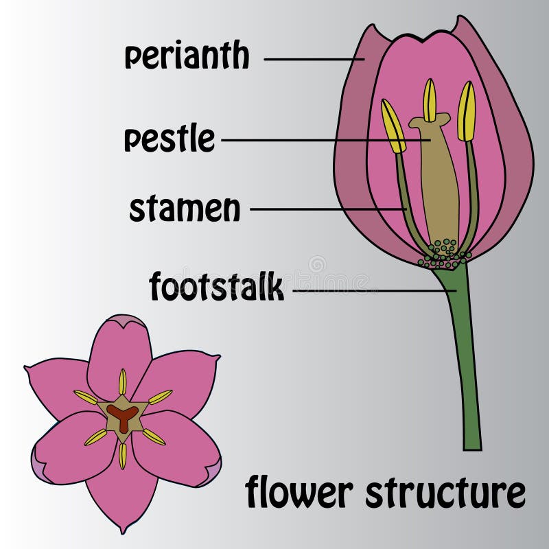 Poster on the Theme of the Flower Structure. Botany Stock Illustration ...