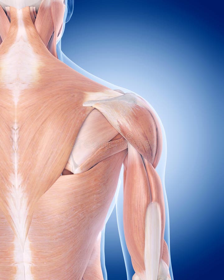 Human muscles posterior stock illustration. Illustration of deltoid ...