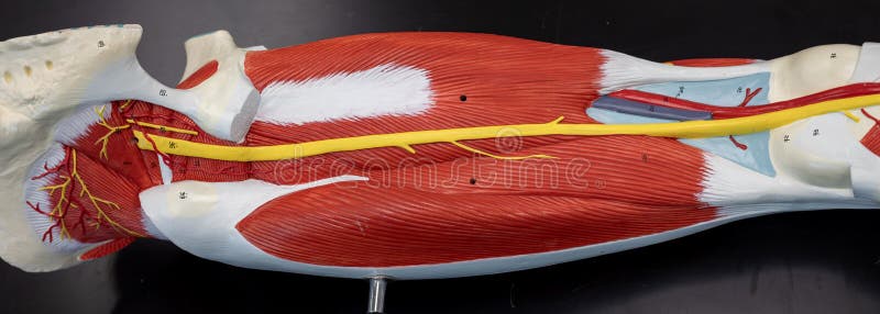 Deep External Rotator Muscles Stock Photos - Free & Royalty-Free Stock ...