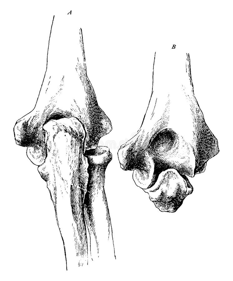 Posterior View of Elbow, Vintage Illustration Stock Vector ...