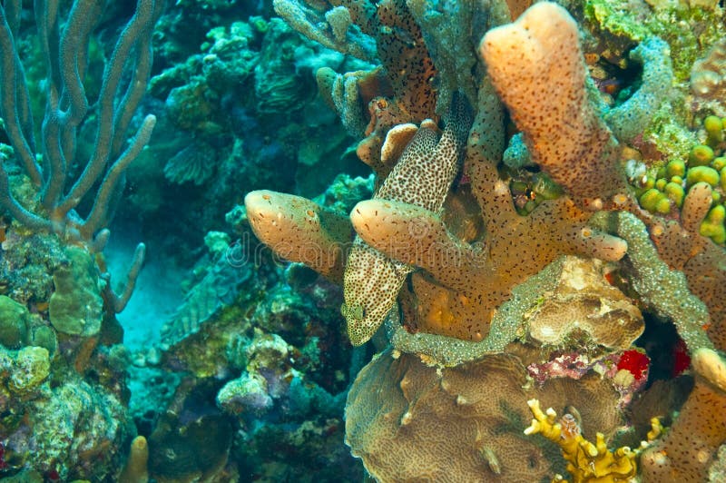 Pesce Di Mare Posteriore Della Roccia, Isolato Fotografia Stock ...
