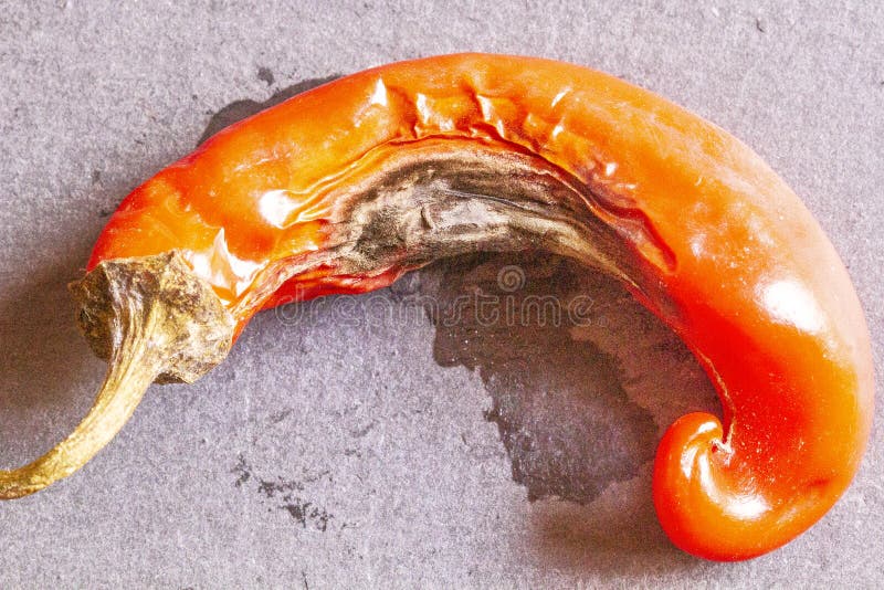 Roted Red Pepper by a Plant Pathogen Stock Photo - Image of infected ...