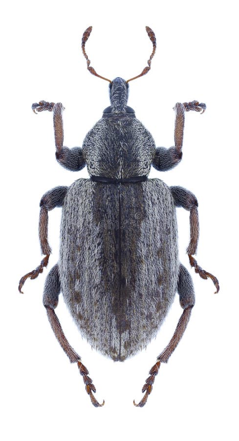 Postica De Hypera Do Besouro Imagem de Stock - Imagem de isolado, nave ...