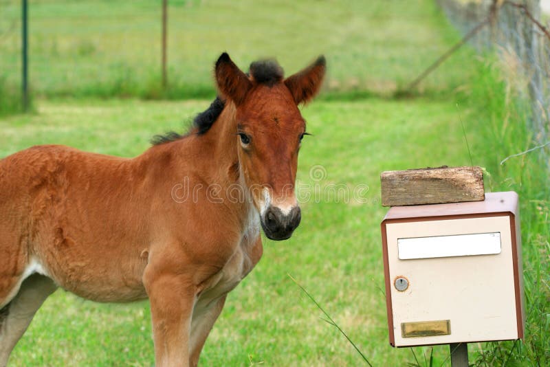 Postman Horse Stock Photos - Free & Royalty-Free Stock Photos from ...