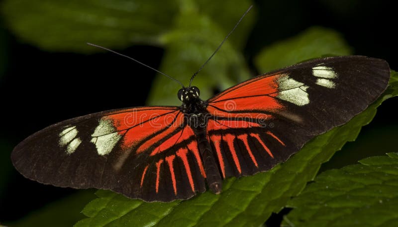 Postman Butterfly stock image. Image of wildlife, insect - 13310501