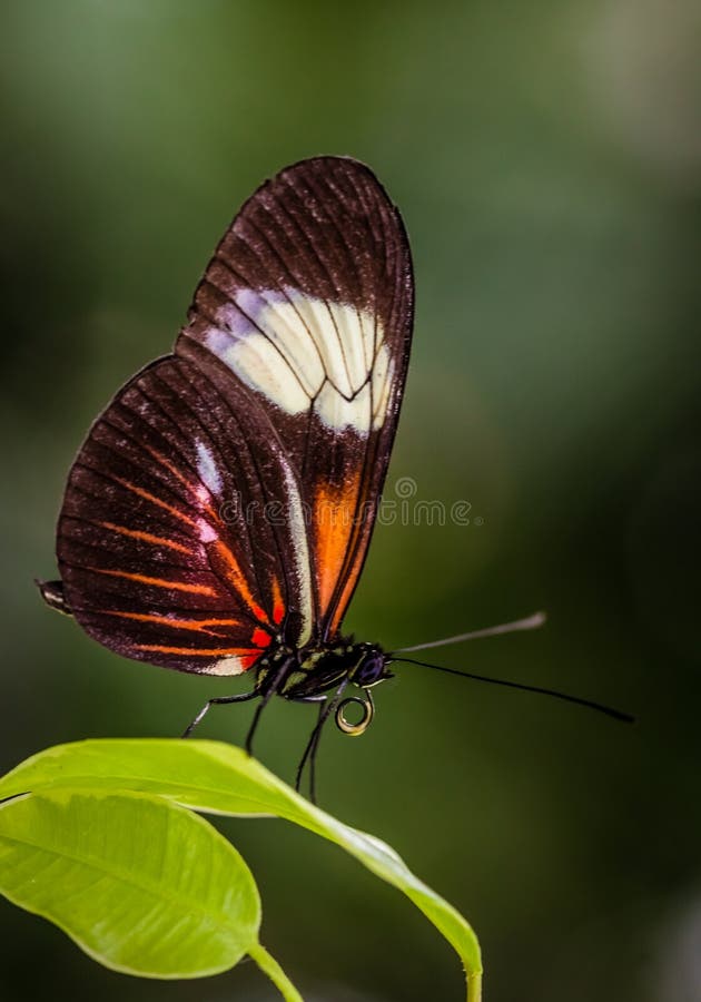 Postman butterfly stock image. Image of critter, heliconius - 44858585