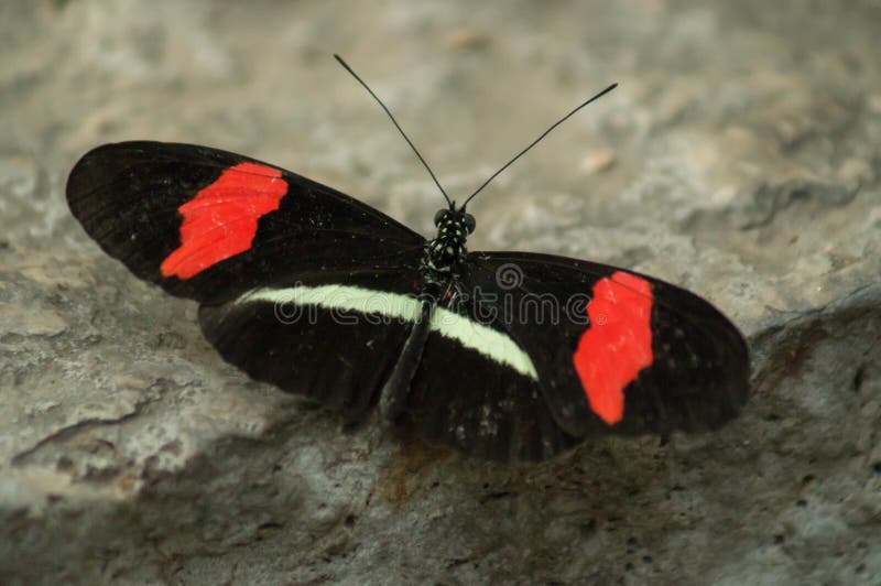 Postman butterfly stock image. Image of amazing, melpomene - 202378625