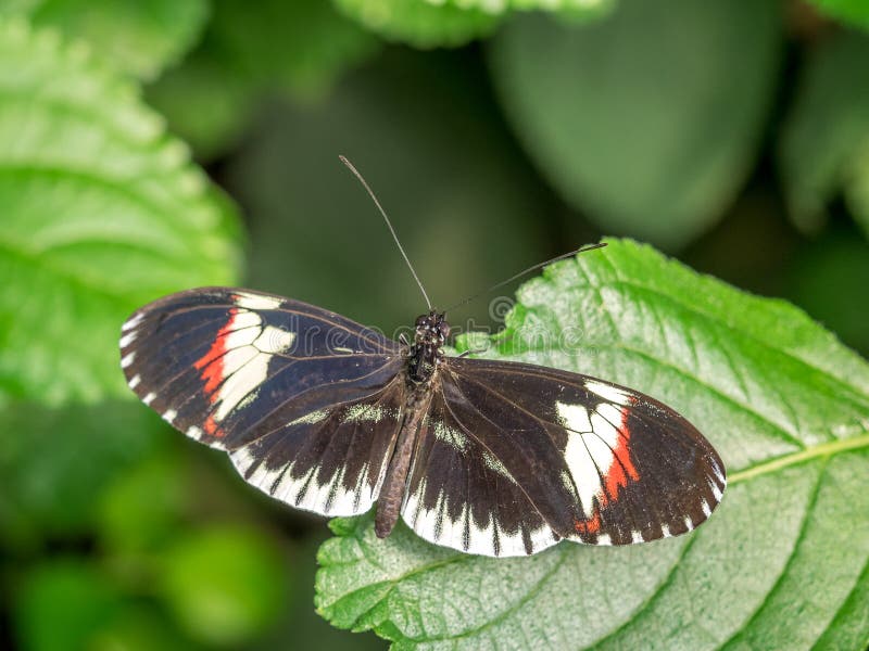 Postman Butterfly stock photo. Image of leaves, jungle - 85061218