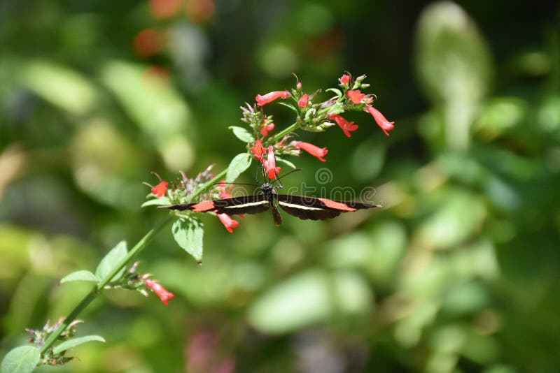Postman Butterfly with Its Wings Spread Wide Open Stock Image - Image ...