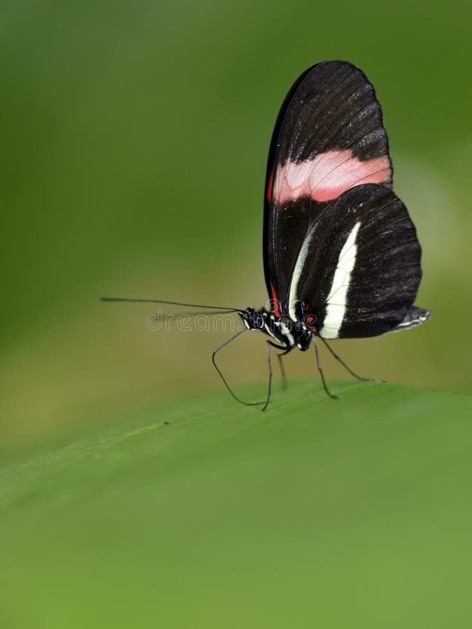 Postman Butterfly stock image. Image of green, butterfly - 29961005