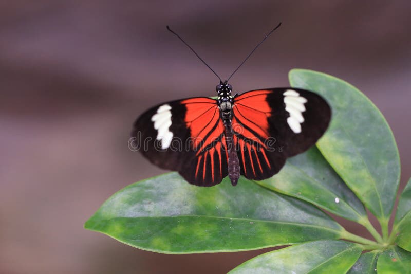 Postman butterfly stock image. Image of plant, melpomene - 261179205