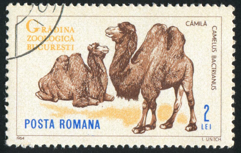 Poststamp camel editorial stock photo. Image of sahara - 223788423