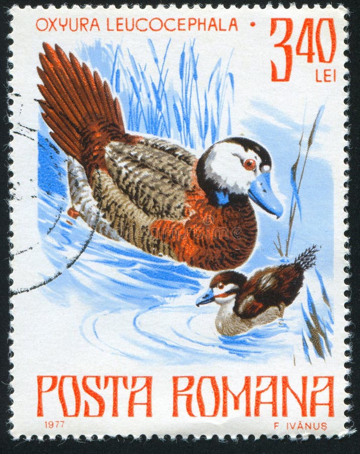 Poststamp duck editorial photo. Image of romania, duck - 174574906