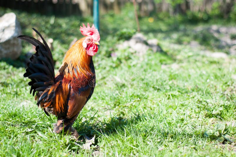 Postura enana del gallo foto de archivo. Imagen de pico - 52738680