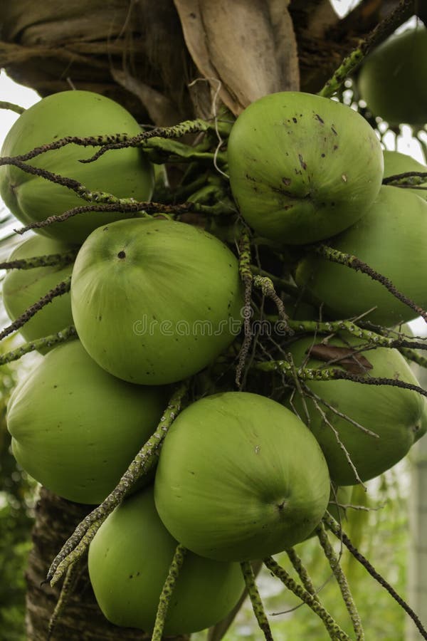 Posy of Coconuts on a Palm Tree. Round Fruit of Green Color with Water ...