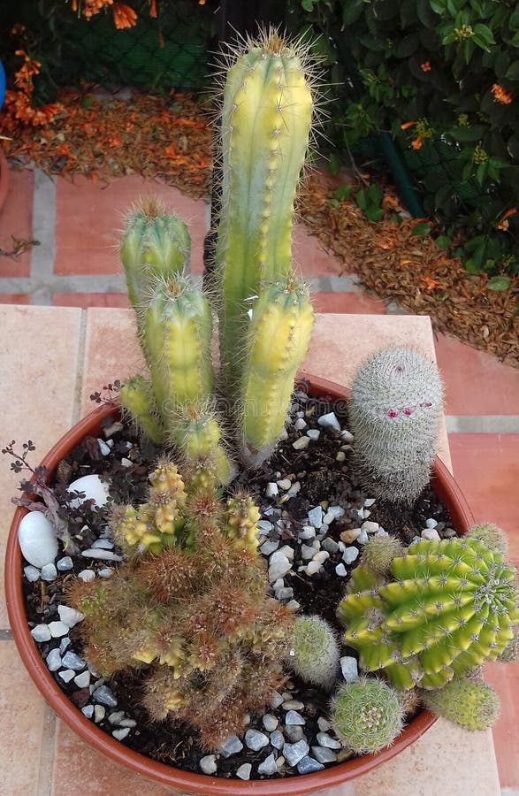 Pot of assorted cacti stock image. Image of garden, unique - 86771775