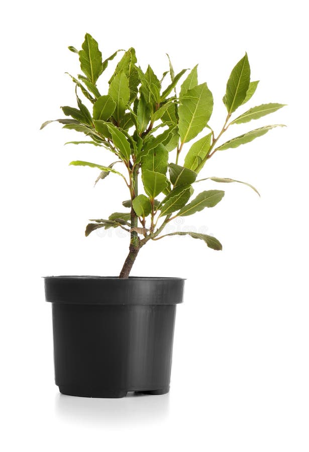 729 Bay Tree Pot Stock Photos - Free & Royalty-Free Stock Photos from ...