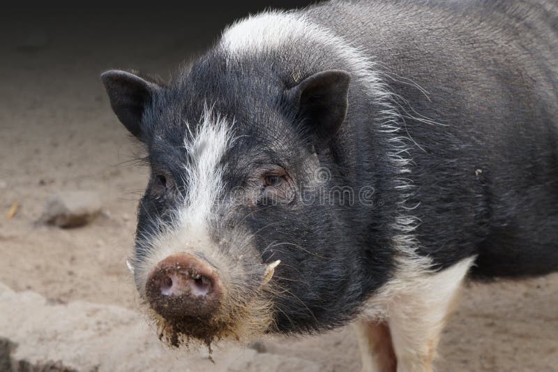 Pot bellied pig stock photo. Image of animal, bellied - 83301906