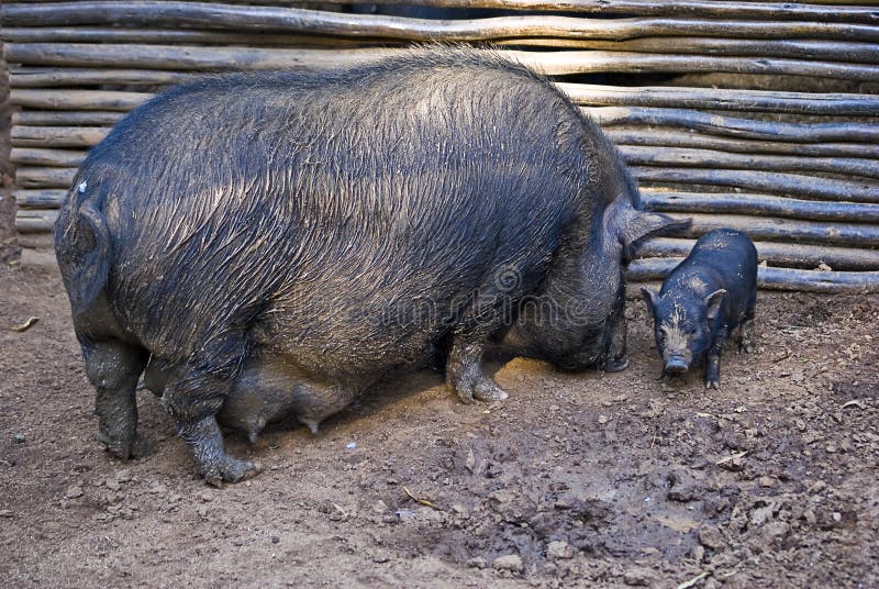 Kune Kune Pig stock photo. Image of porky, breed, bacon - 10748008
