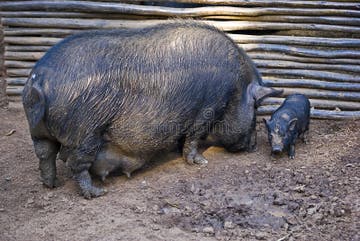 Pot-bellied Pig and Infant stock photo. Image of glutton - 7623614