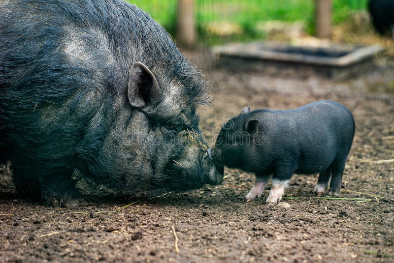 Pot-bellied pig and piglet stock photo. Image of cure - 391579410