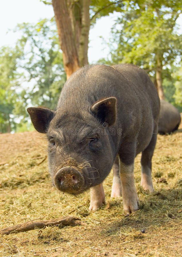 924 Razorback Stock Photos - Free & Royalty-Free Stock Photos from ...