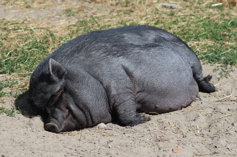 Pot-bellied pig stock image. Image of domestic, rural - 97338197