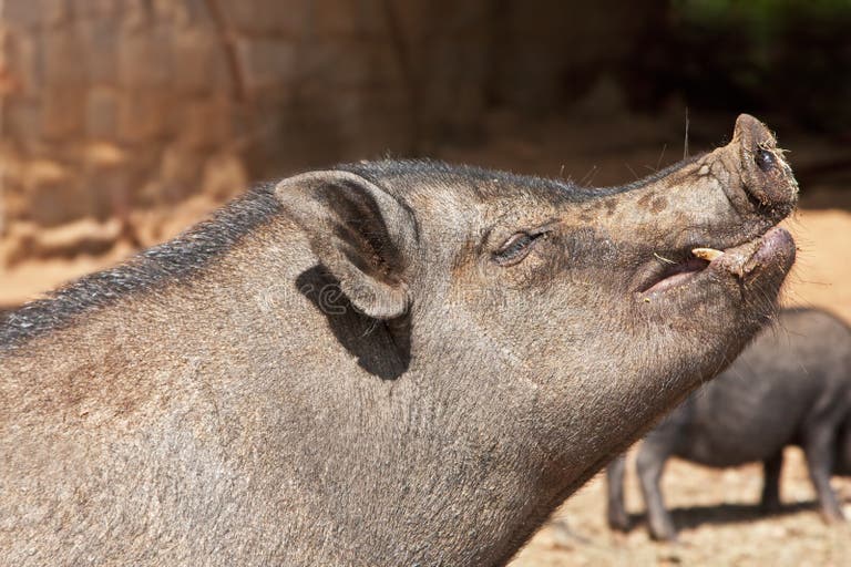 549 Pot Belly Pig Men Stock Photos - Free & Royalty-Free Stock Photos ...