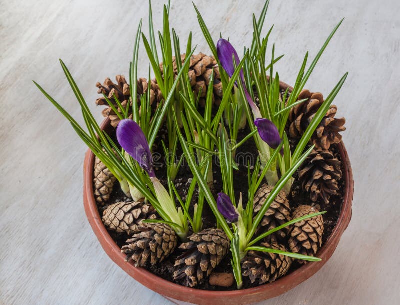Pot with Buds of Purple Crocuses and Cones. Flat Lay Stock Photo ...