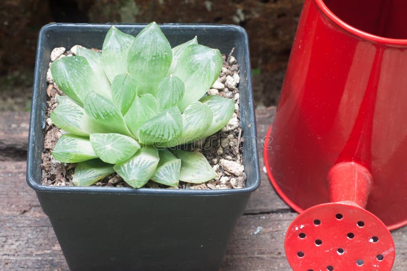 A Pot of Cactus with Red Watering Pot Stock Photo - Image of cactus ...