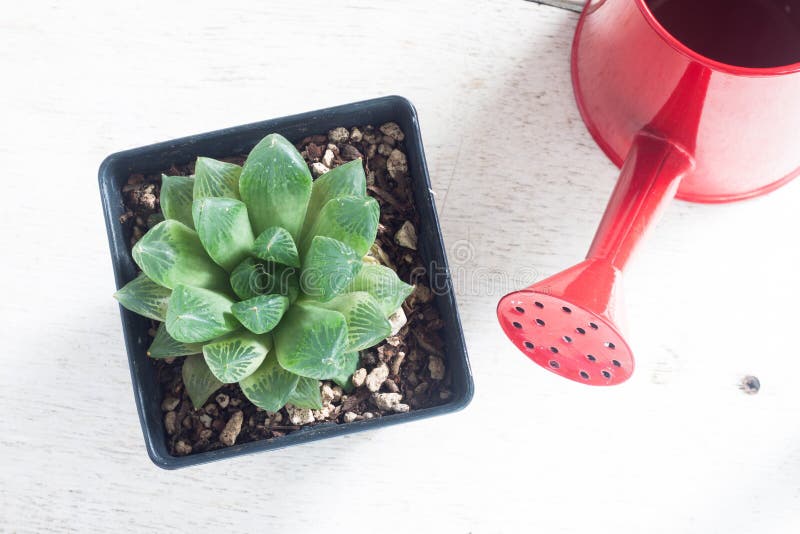 A Pot of Cactus with Red Watering Pot on Wood Table Stock Image - Image ...