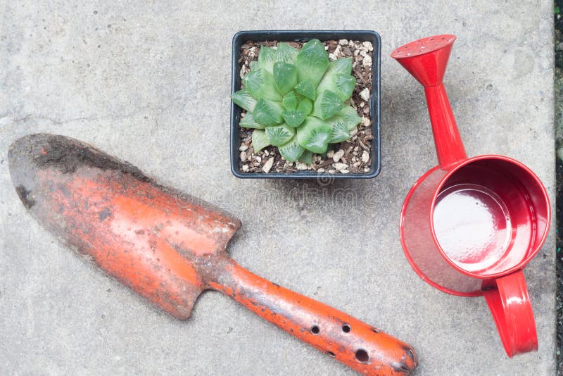 A Pot of Cactus with Red Watering Pot on Wood Table Stock Image - Image ...
