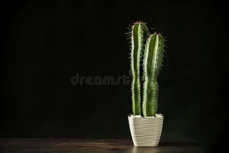 Pot with Cereus Cactus with Three Stems Full of Sharp Spikes on the ...