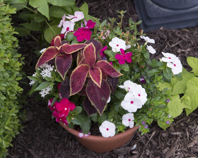 Pot with Coleus, Periwinkle, Sun Pintas and Mexican Heather Stock Image ...