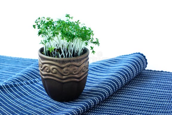 Pot with cress stock photo. Image of cultivated, cress - 23316164