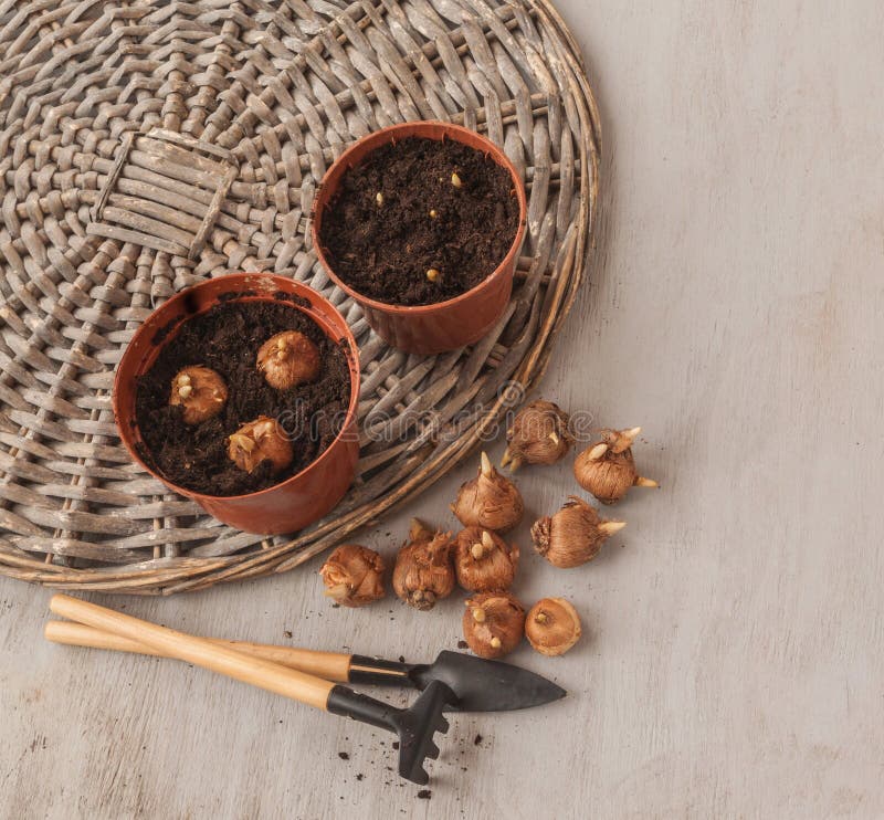 649 Saffron Crocus Bulbs Images Stock Photos - Free & Royalty-Free ...