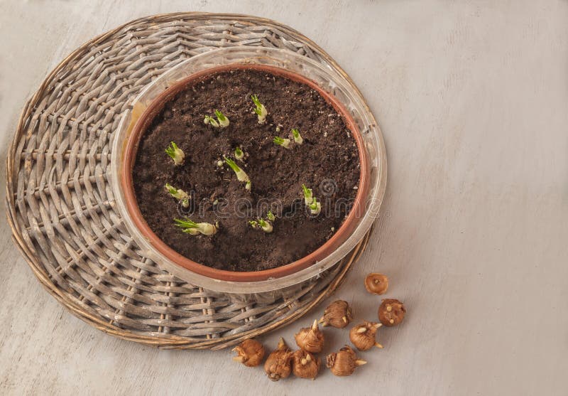 Pot of Crocuses and Crocus Bulbs on a Gray Table Stock Image - Image of ...