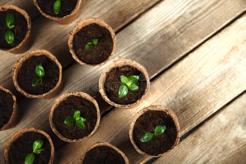 Pot stock image. Image of growing, macro, botany, fresh - 118885231