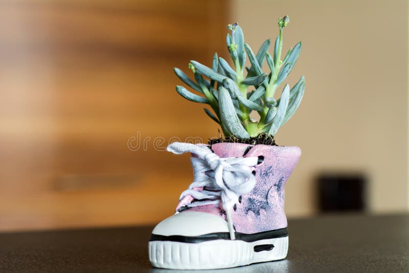 Pot De Chaussure Avec La Fleur Verte De Cactus Image stock - Image du ...
