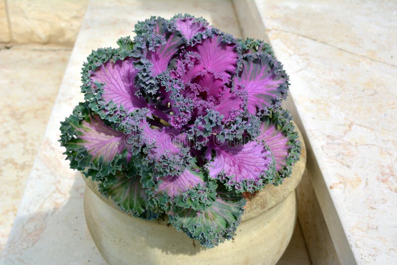 Pot with Decorative Cabbage - Lilac Leaves in a Green Lace Frame Stock ...
