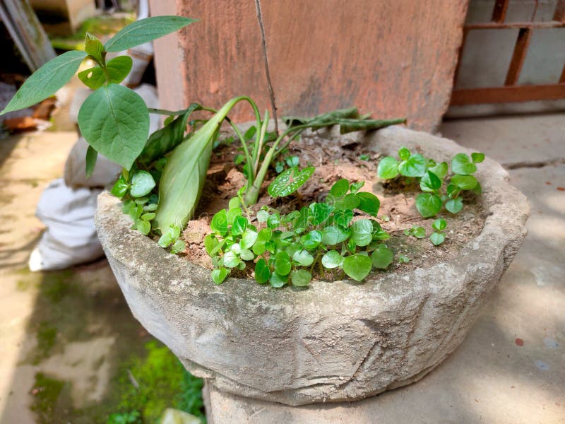 A Pot of Different Small Plants in a Garden. Stock Photo - Image of ...