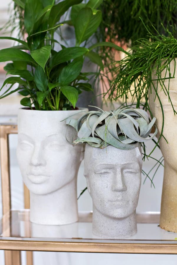 Pot-face, Pot-head with Houseplants Stock Photo - Image of decoration ...