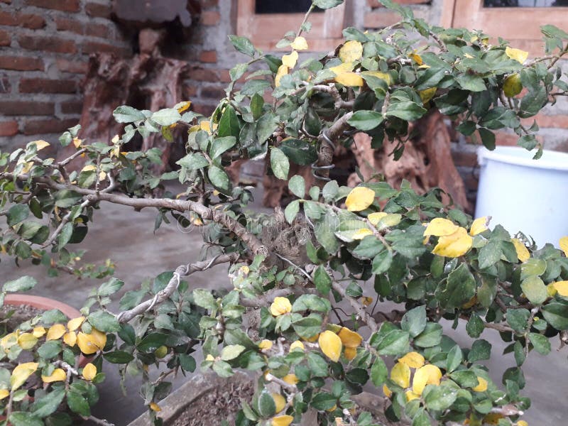 Pot and farming in house stock image. Image of bunga - 163897821