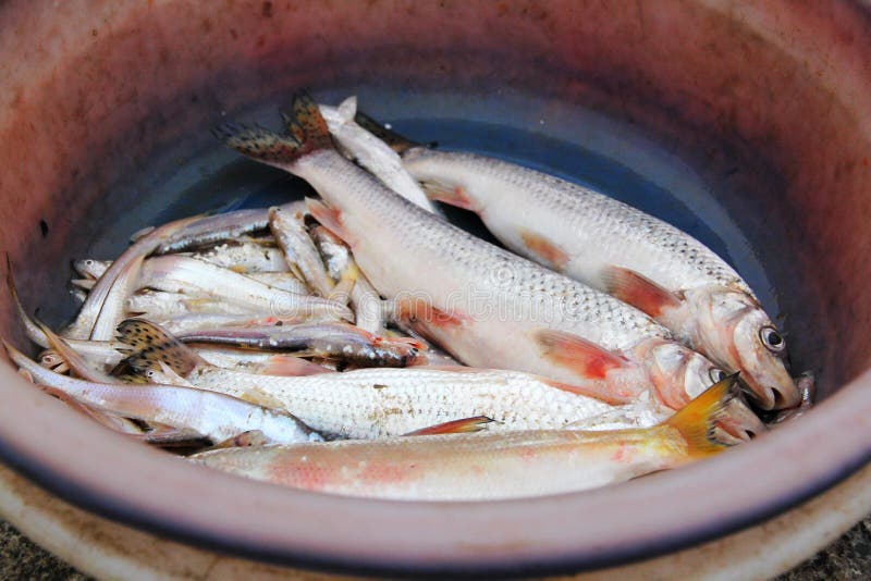 A pot of fish stock image. Image of animal, market, fish - 21500457