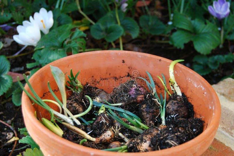 Pot of Flower Bulbs with Shoots Stock Photo - Image of bulbs, shoots ...