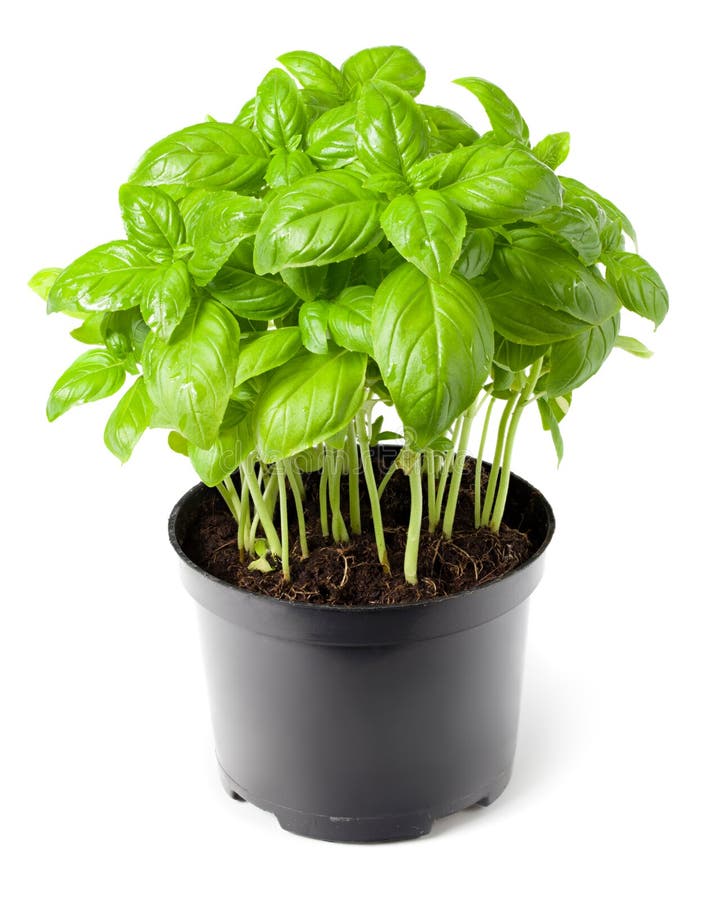 Pot of Fresh Basil Plant Isolated on White Background Stock Photo ... Pot of Fresh Basil Plant Isolated on White Background Stock Photo ...